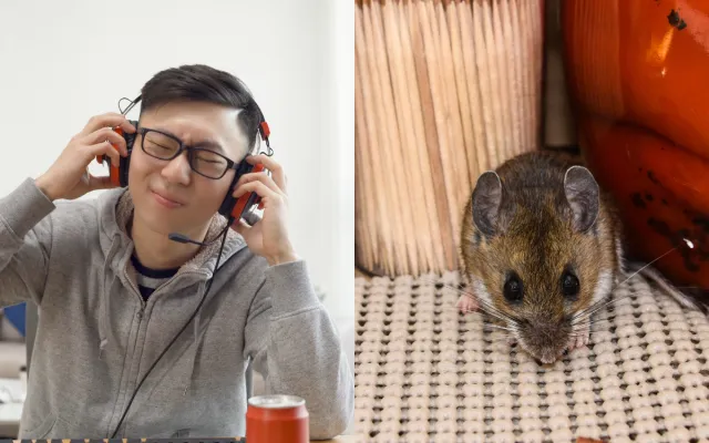 Man Discovers Bizarre Mouse Noise Was His Most Played Song on Spotify ...