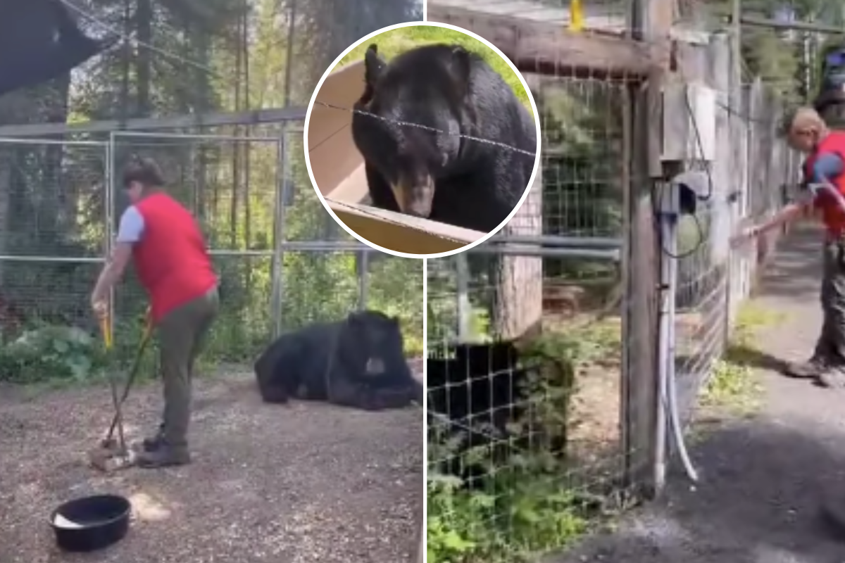 Internship to Care for Bears Opens Applications, and You Get Paid ...