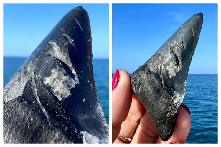 Megalodon Tooth Covered in Bite Marks Discovered Off Florida Coast ...