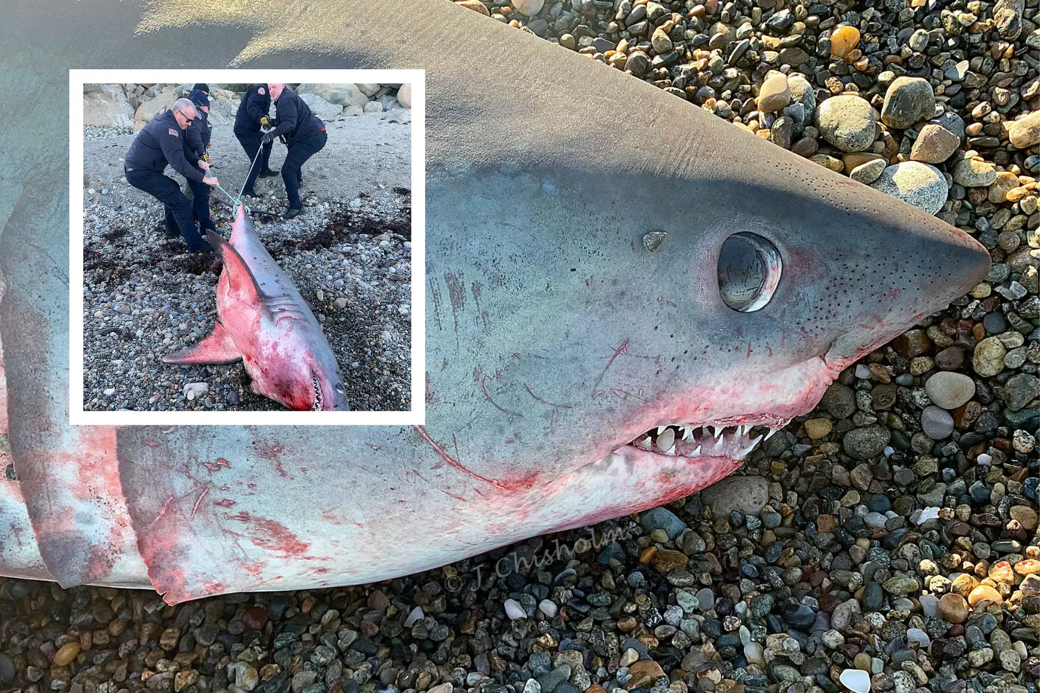Necropsy on Pregnant Shark Washed Up in Massachusetts Rev... - Newsweek