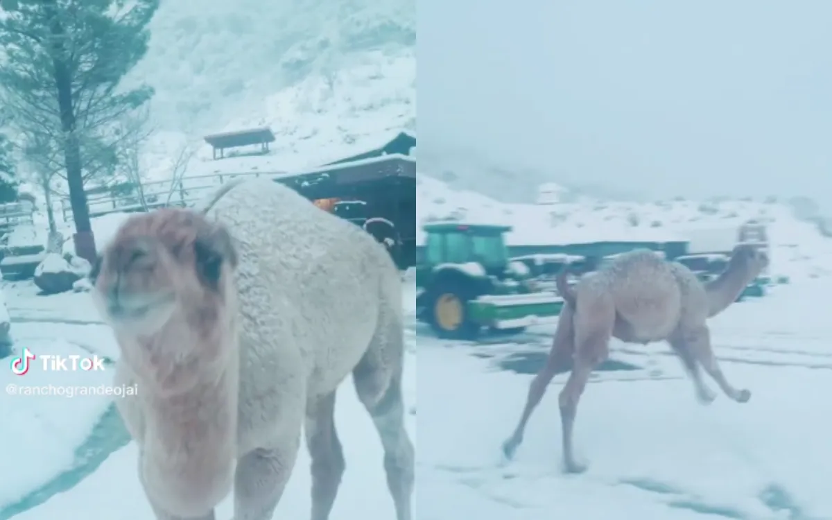 Camel Jumping for Joy After Seeing Snow for the First Time Wins ...