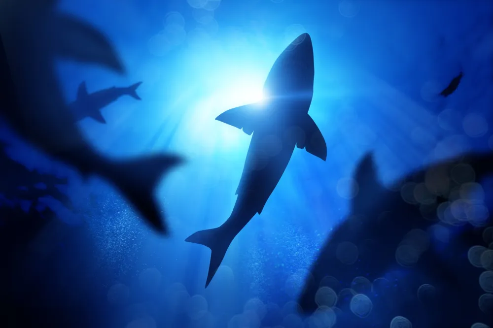 Large Aggressive Shark Seen Feeding on Snorkeler: ‘Red Cloud in the ...