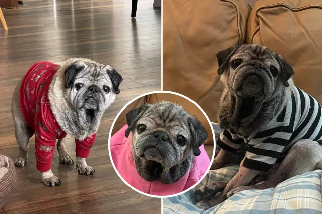 Meet the Grumpy 14-Year-Old Pug Dubbed ‘The New Noodle’ - Newsweek