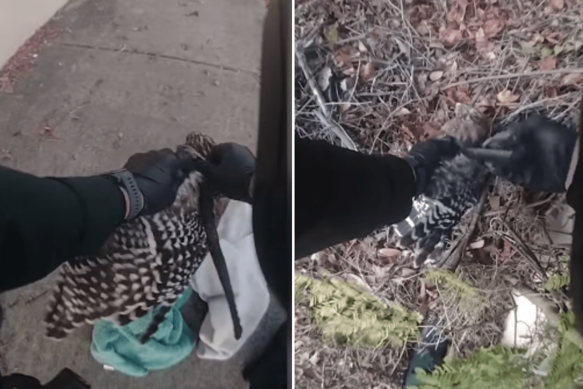 Police Called To Break Up Deadly Fight Between Snake and Hawk in ...