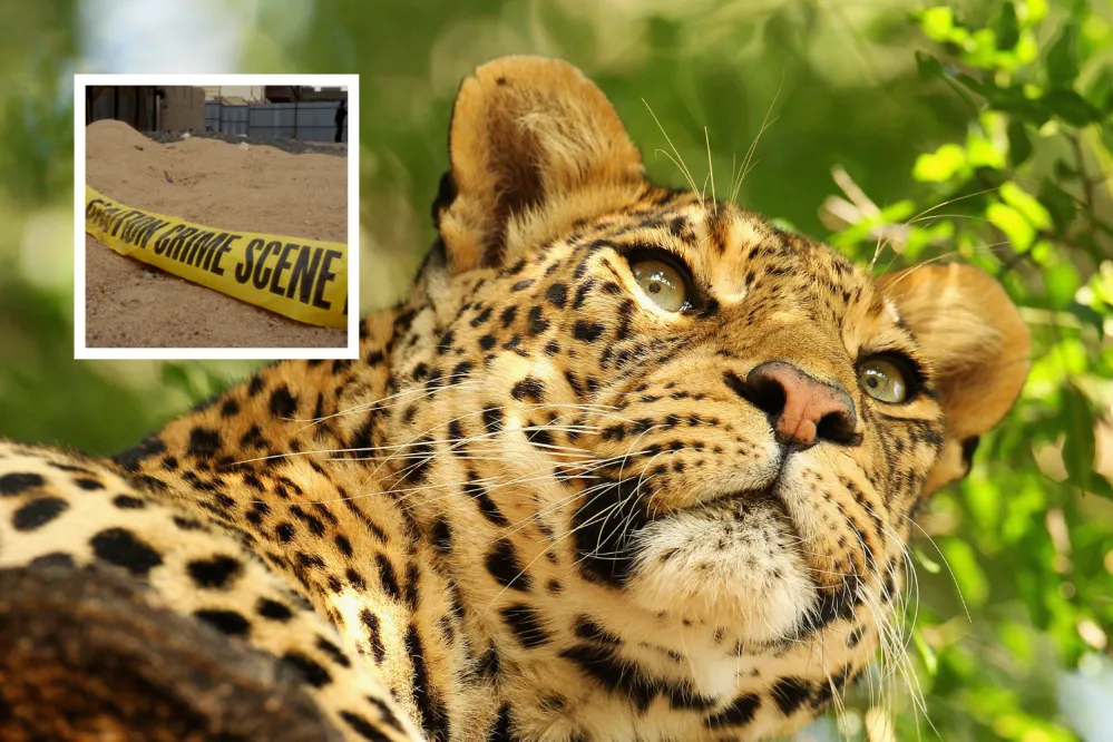 Shocking Video Shows Leopard Who Injured 15 People Attack Car Window ...