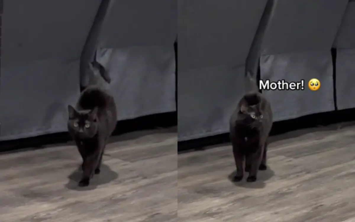 Deaf Rescue Cat Has Heartwarming Reaction to Owner Walkin... - Newsweek