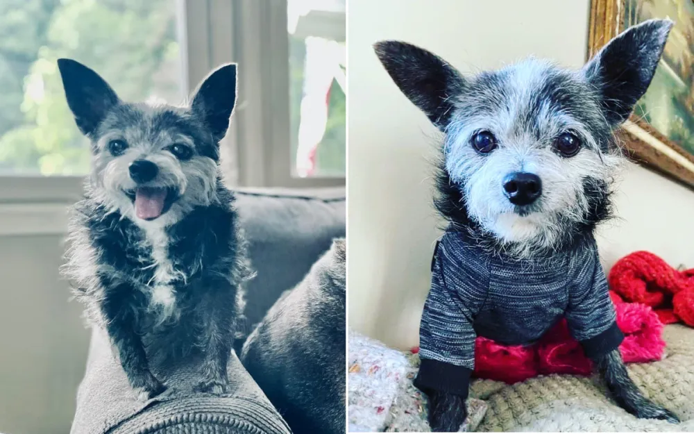 Olive, the Deaf Rescue Dog Who Knows Sign Language, Crowned Pet of the ...