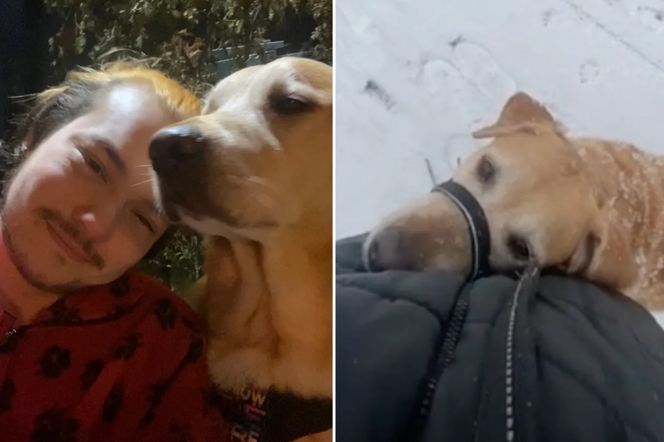 Service Dog Applauded for Protecting Owner From Site of Violent Assault ...