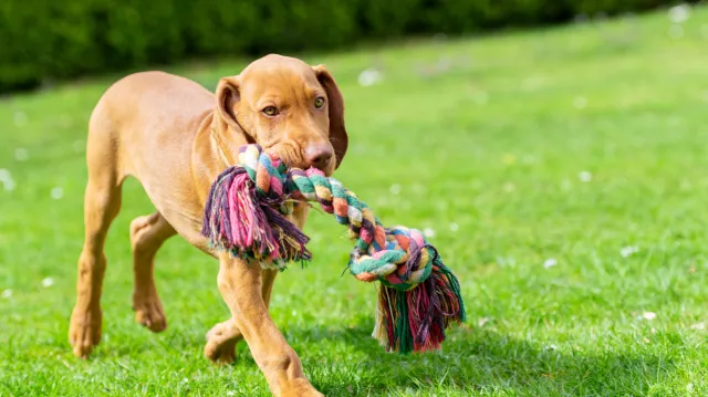 Clip Showing Why Vizsla’s Are ‘Menaces to Society’ Has Internet in ...