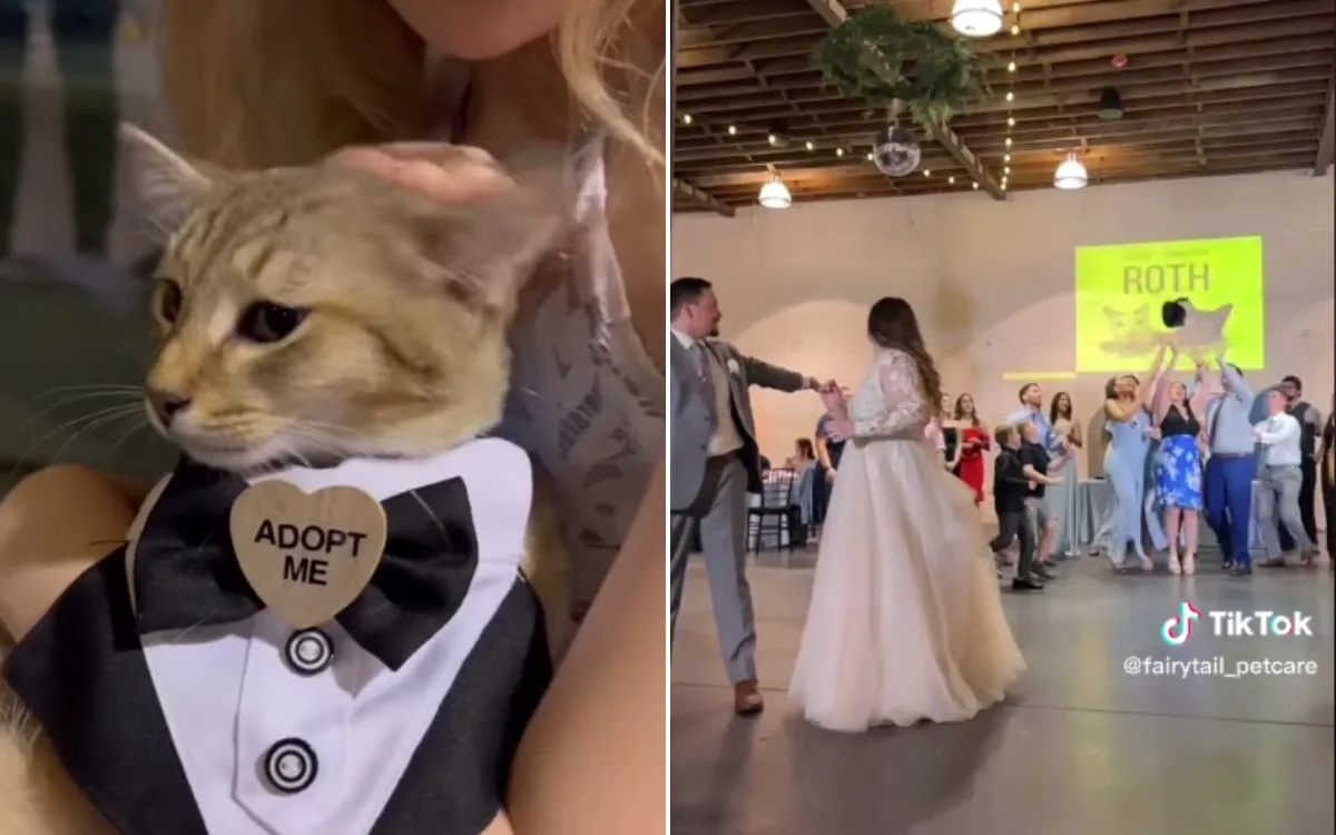 Bride and Groom Ditch Bouquet for ‘Cat Toss’ Where Guest Wins Rescue ...