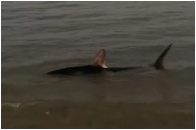 Stranded Shark Dies After Washing Up on Massachusetts Beach - Newsweek