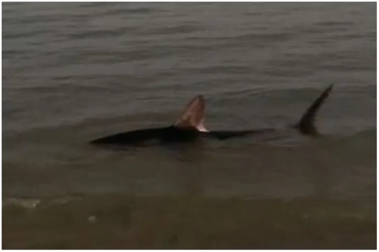 Stranded Shark Dies After Washing Up on Massachusetts Beach - Newsweek