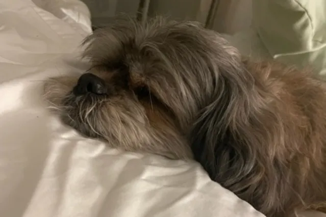 Sunny, the Dog Who Loves ‘Sitting Around Looking Cute’ Wins Pet of the ...
