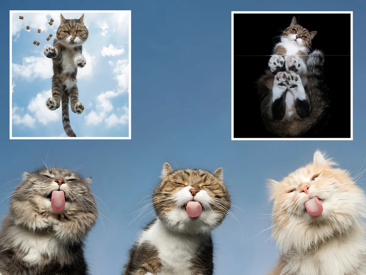 Man Lures Cats Into Photoshoots Using Catnip and the Results Are ...