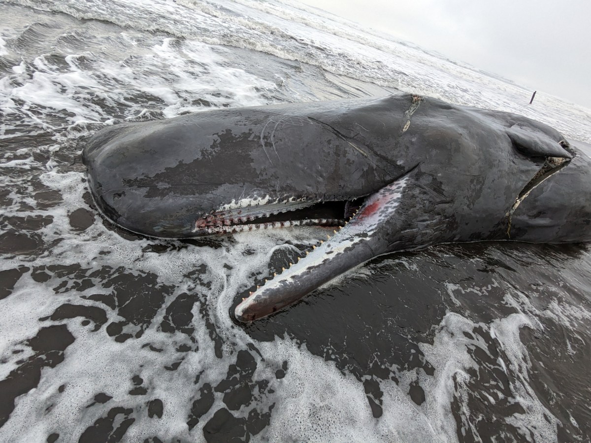 Oregon Sperm Whale to Be Given Back to Nature Before Potential Burial ...