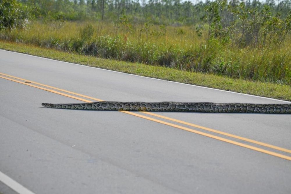Burmese Python Crossing Road Was Female ‘Loaded With Eggs’ - Newsweek
