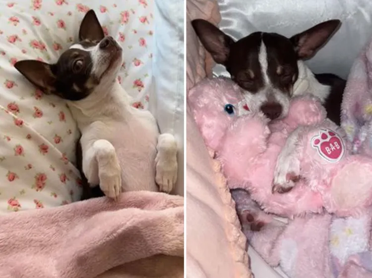 Dog Owners Defend Treating Their Pets Like Children: ‘Princess ...