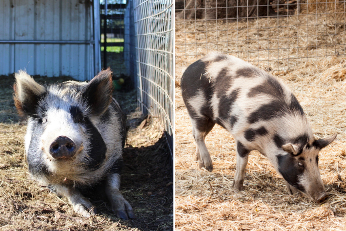 Wil the Pig Who Loves Dancing Wins Pet of the Week - Newsweek