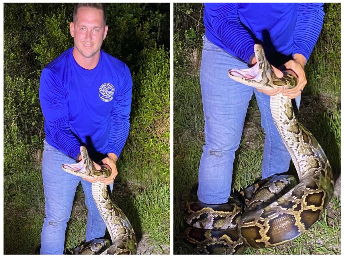 Watch Florida Man Catch Huge, 16ft Burmese Python With His Bare Hands - Newsweek