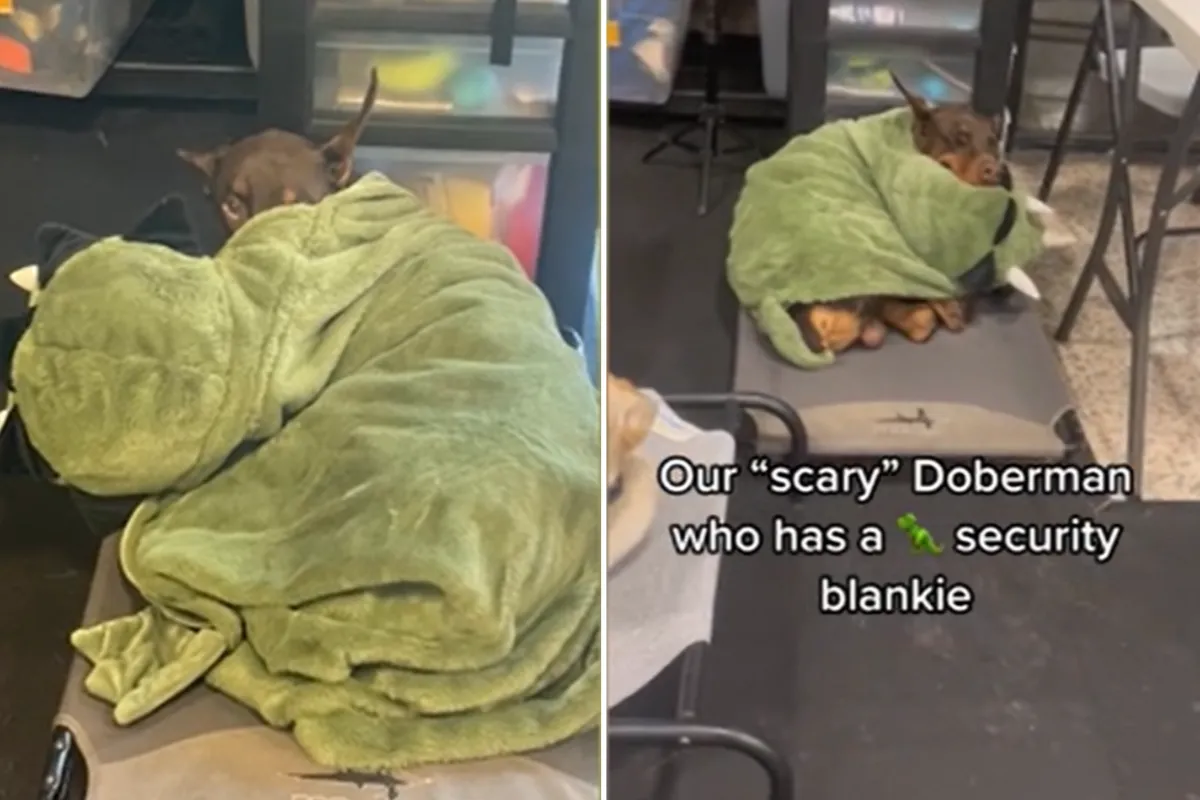 ‘Scary’ Doberman Hilariously Filmed Napping With His Security Blanket ...