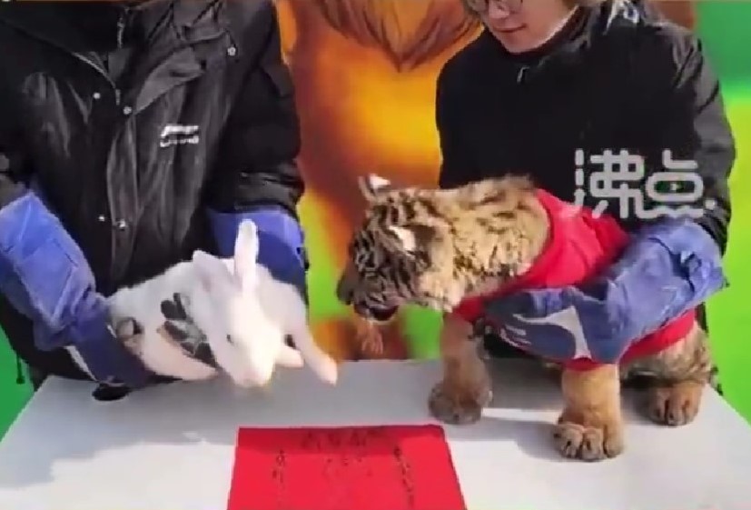 Videos Show Tiger Attacking Rabbit During Chinese Zoo’s New Year ...