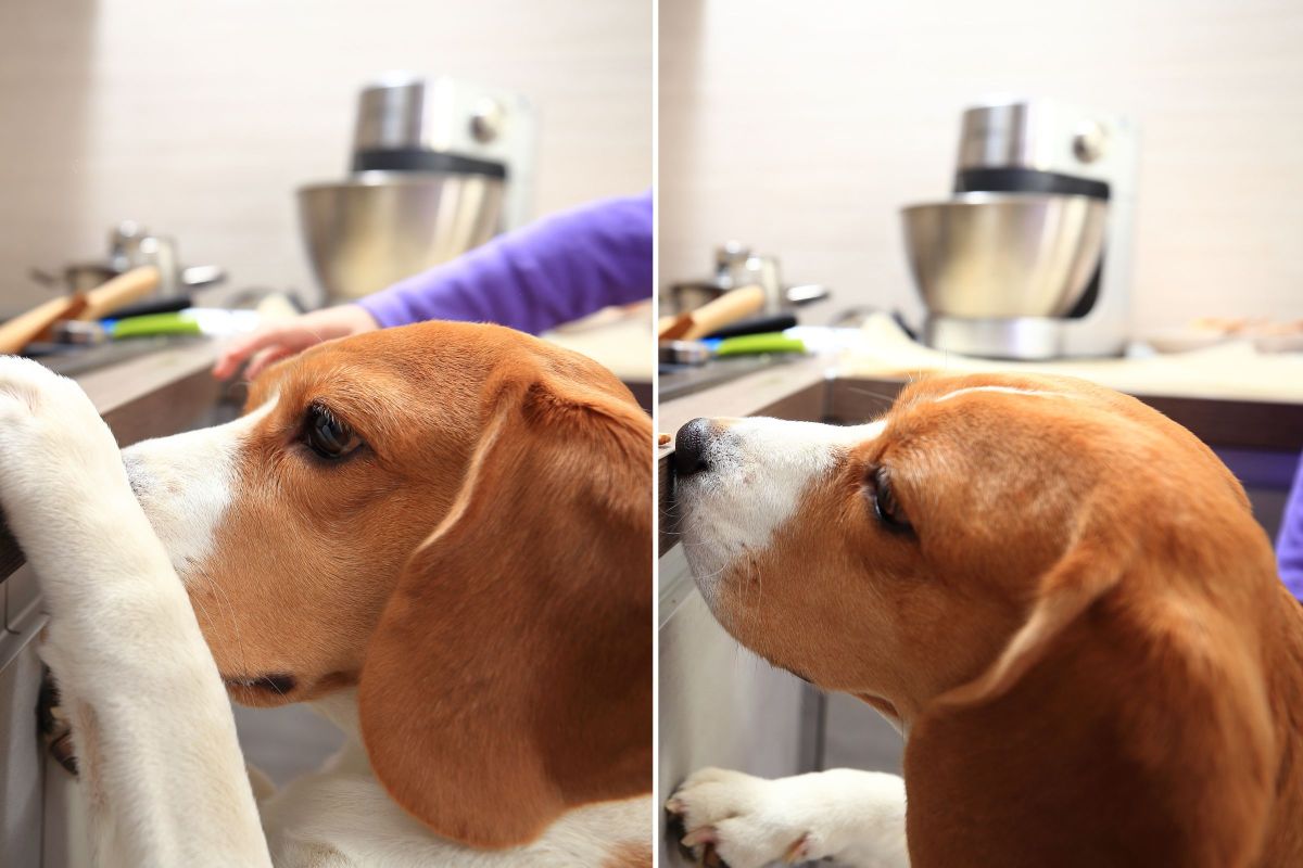 Basset Hound Uses Kitchen ‘Design Flaw’ to Steal Steak in Hilarious ...