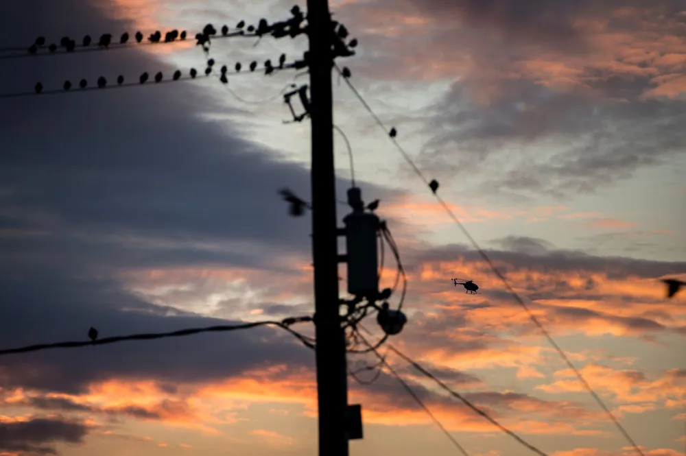 Michelle Obama ‘Man’ Claims, ‘End of Times’ Bird Swarm—Misinformation ...