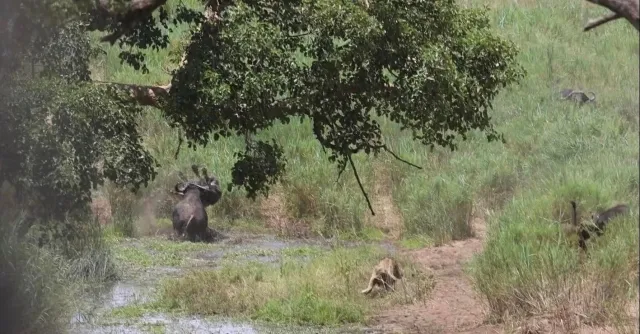 Buffalo Throws Lion in Air ‘Like Ragdoll’ After Hunting Calf - Newsweek