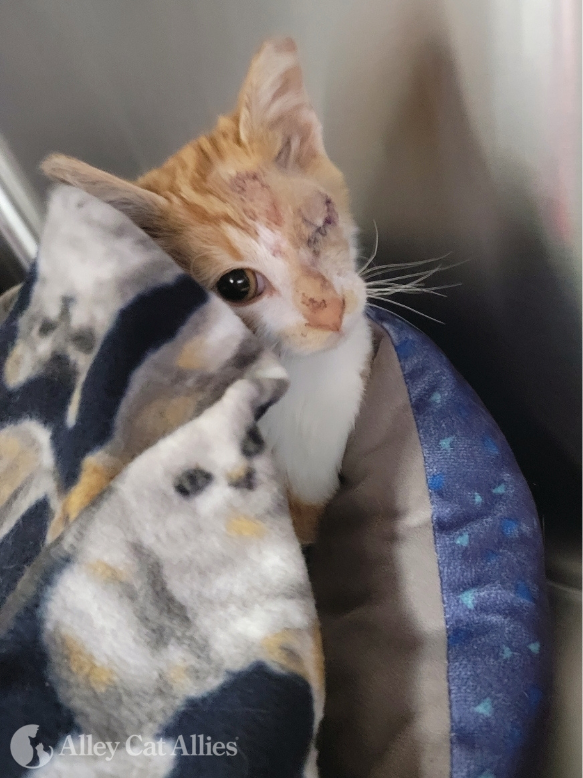 Brave Rescue Kitten Has Badly Damaged Eye Removed: ‘The Best Choice ...