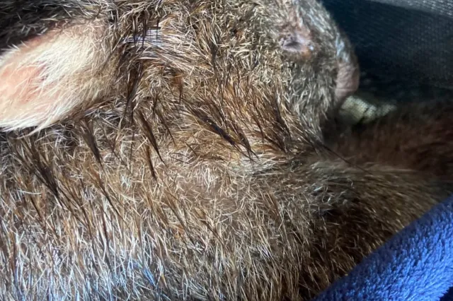Watch ‘Poor, Cold, Scared Wombat’ Rescued From Tree Stump in Middle of ...