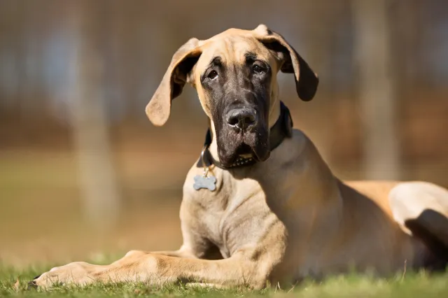 Cancer in Dogs: What Are Signs, Most Common Ones and Worst Affected ...