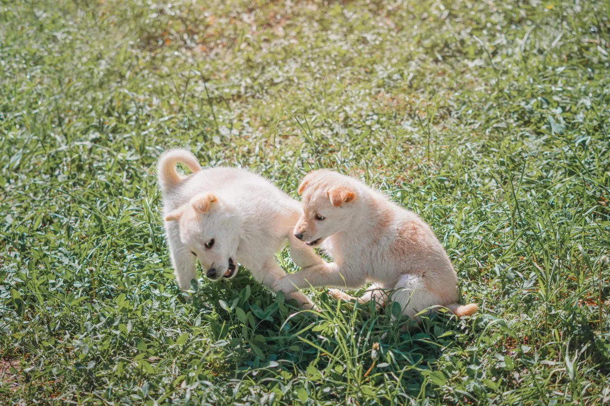 Tiny Puppy Noticeably ‘Sad’ After Fight With Sibling Breaks Hearts ...