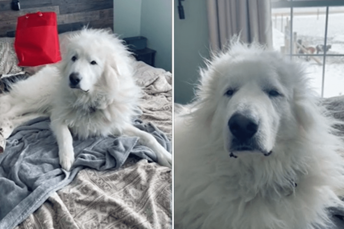 Giant Fluffy Dog’s Morning Hair Delights Internet: ‘Had a Ruff Night ...