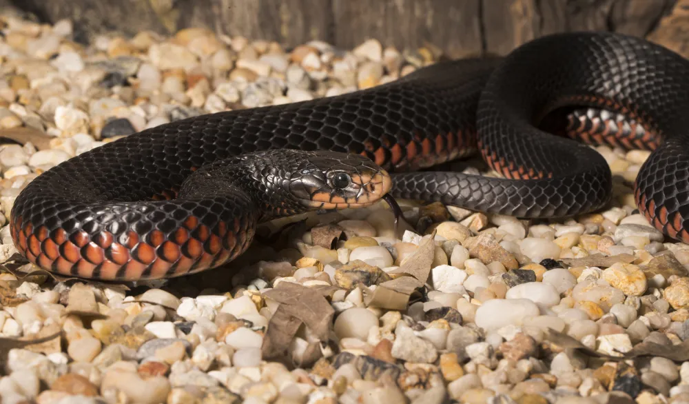 Snake With ‘100 Needle-Sharp Teeth’ Found Squeezing Toy Dog in Family ...
