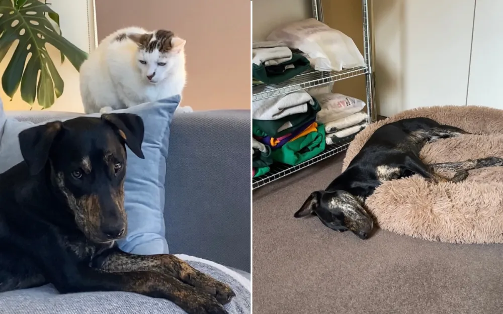 Pet Owner In Tears After Realizing Why Rescue Dog Likes Belly Scratches ...