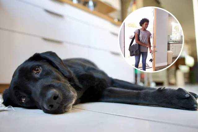 Woman Collecting Next Door’s Dog for Sleepover Hailed As ‘Best Neighbor ...