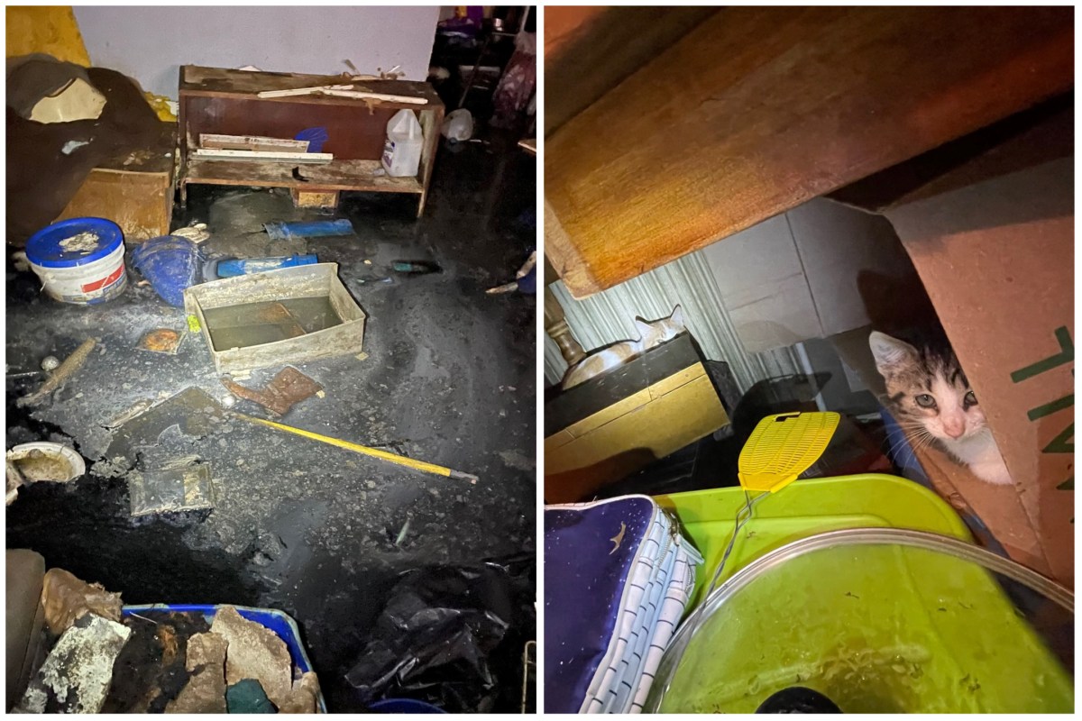 Dozens of Cats Rescued From Home in One of Ohio’s ‘Worst Hoarding Cases ...