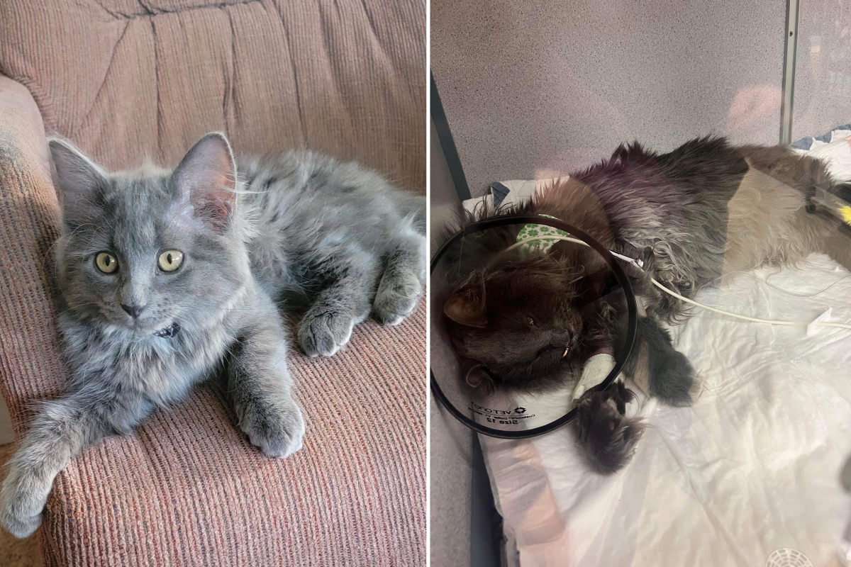 Cat Suffering ‘Respiratory Distress’ Euthanized After Ohio Train ...