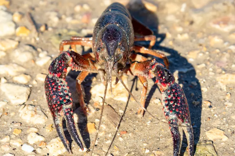Invasive Rusty Crayfish Appear to Be Dying Off and It’s Not Clear Why ...