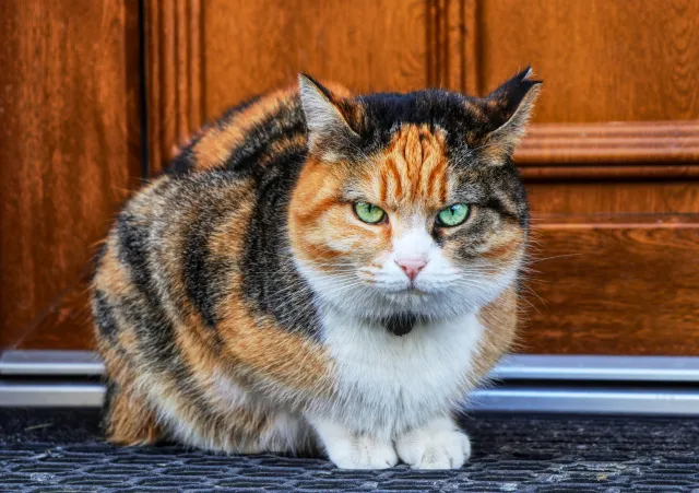 Cat Full of Attitude Filmed Passing Back Stolen Sponge: ‘The Audacity ...