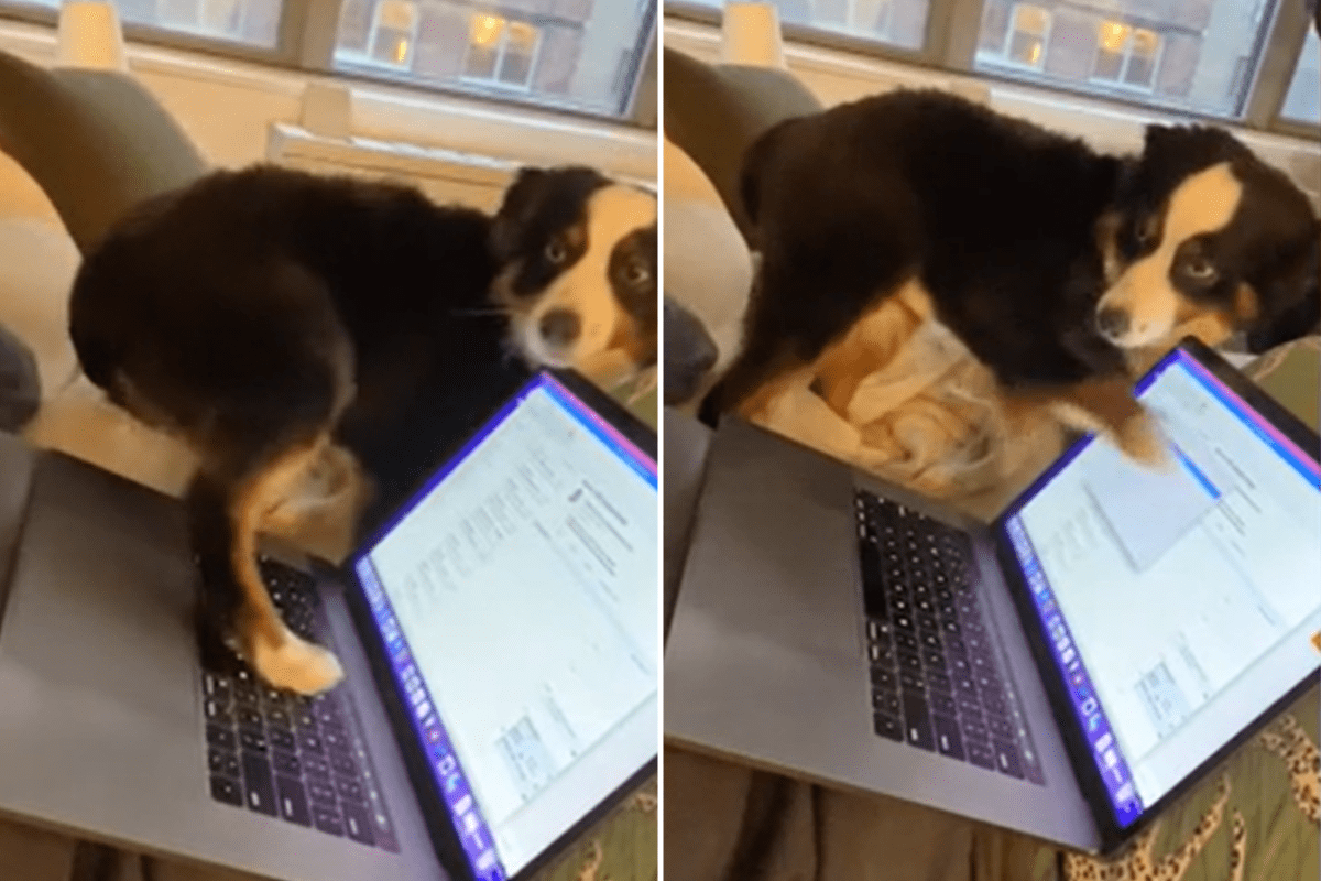 Dog’s Tactic To Distract Owner Trying To Work From Home Delights ...