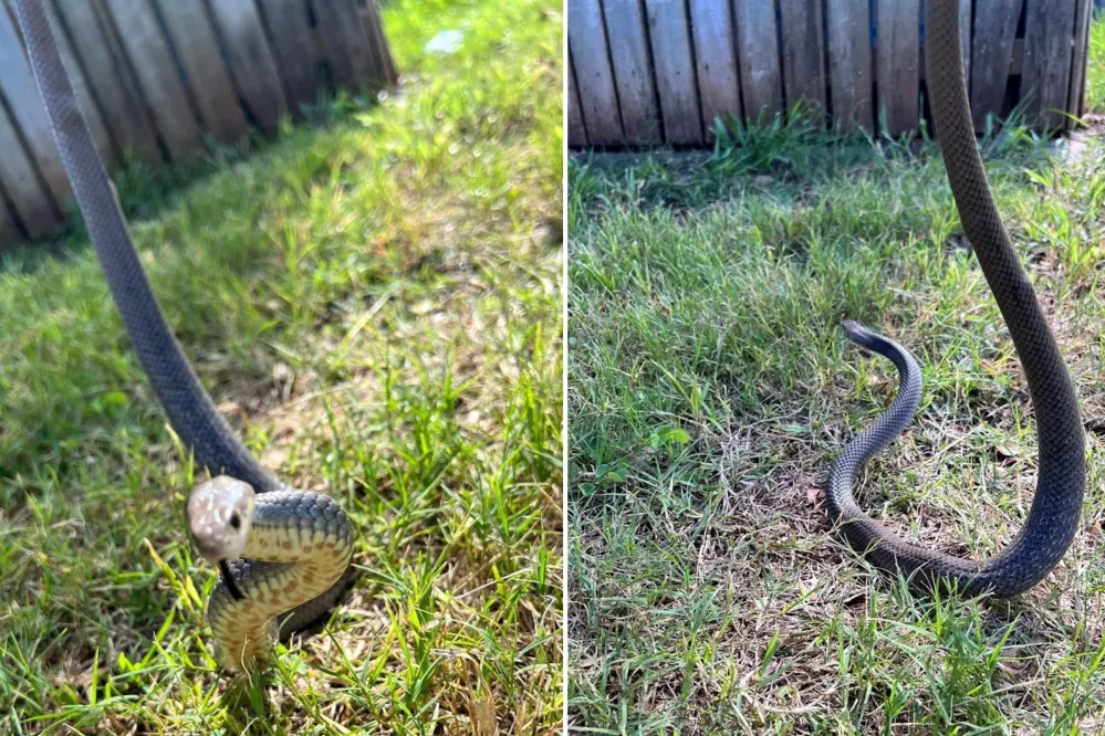 Watch Giant Snake Get Pulled From Underside of Car - Newsweek
