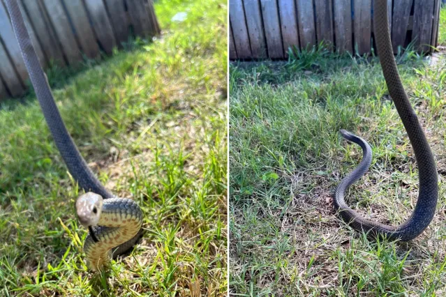 Watch Giant Snake Get Pulled From Underside of Car - Newsweek
