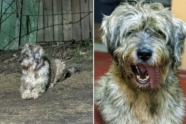 Dog Found ‘Eating Dead Russian Soldiers’ in Ukraine Finds Forever Home ...