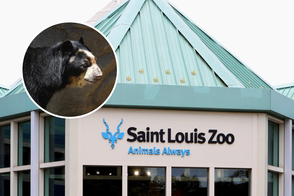 Bear Escapes St. Louis Zoo for Second Time This Month - Newsweek