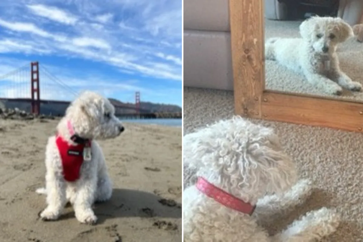 Goldendoodle Who Survived Deathly Virus As Puppy Wins Pet of the Week ...