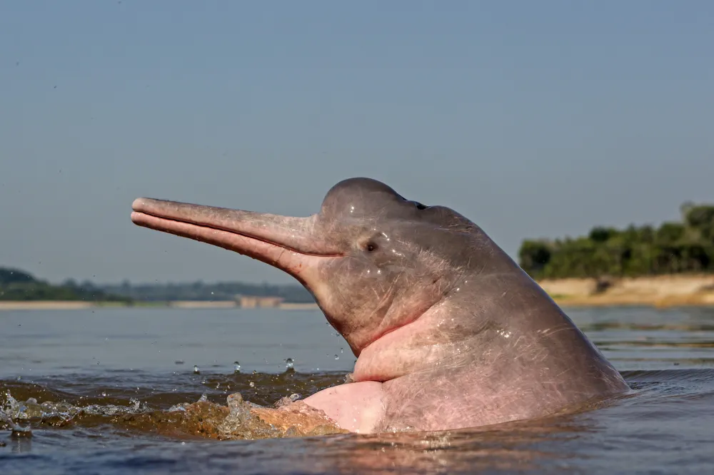 River Dolphin Bites Woman’s Foot down to Bone in Extremely Unusual ...