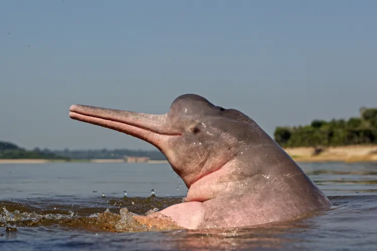 River Dolphin Bites Woman’s Foot down to Bone in Extremely Unusual ...