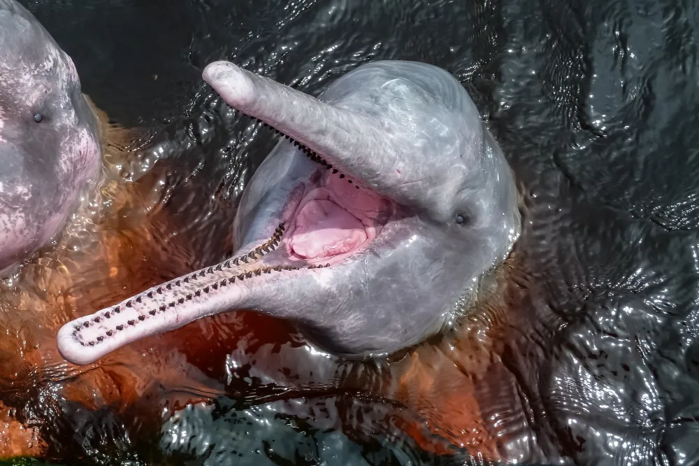 River Dolphin Bites Woman’s Foot down to Bone in Extremely Unusual ...