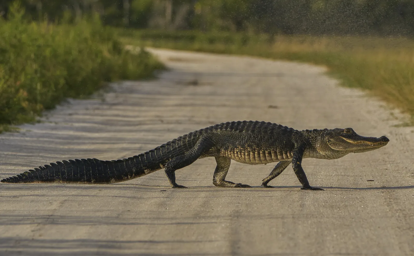 ‘Relaxed’ 6.5ft Alligator Seen Strolling Across Florida School Sports ...
